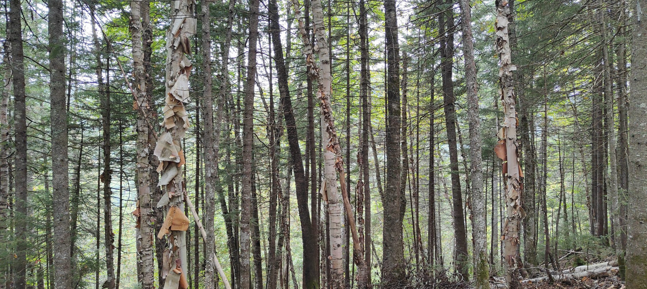 Boreal | Projects | Periscope