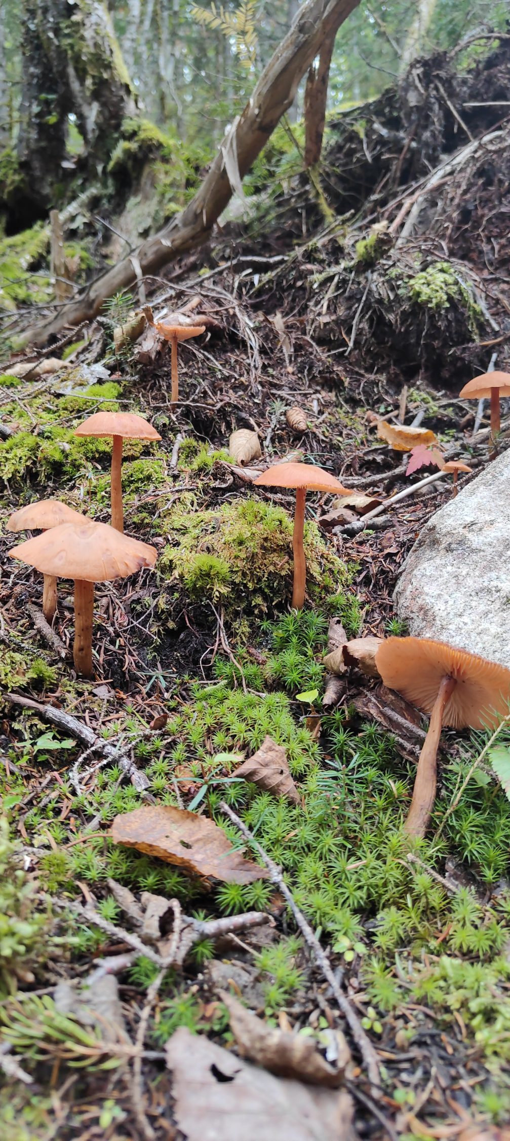 Boreal | Projects | Periscope