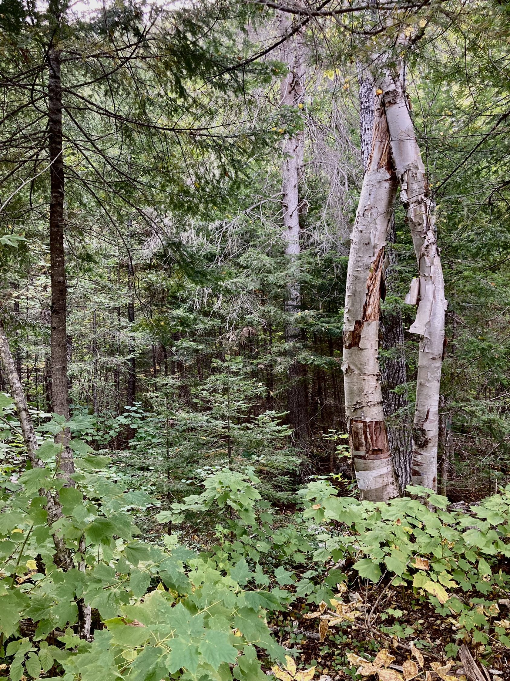 Boreal | Projects | Periscope