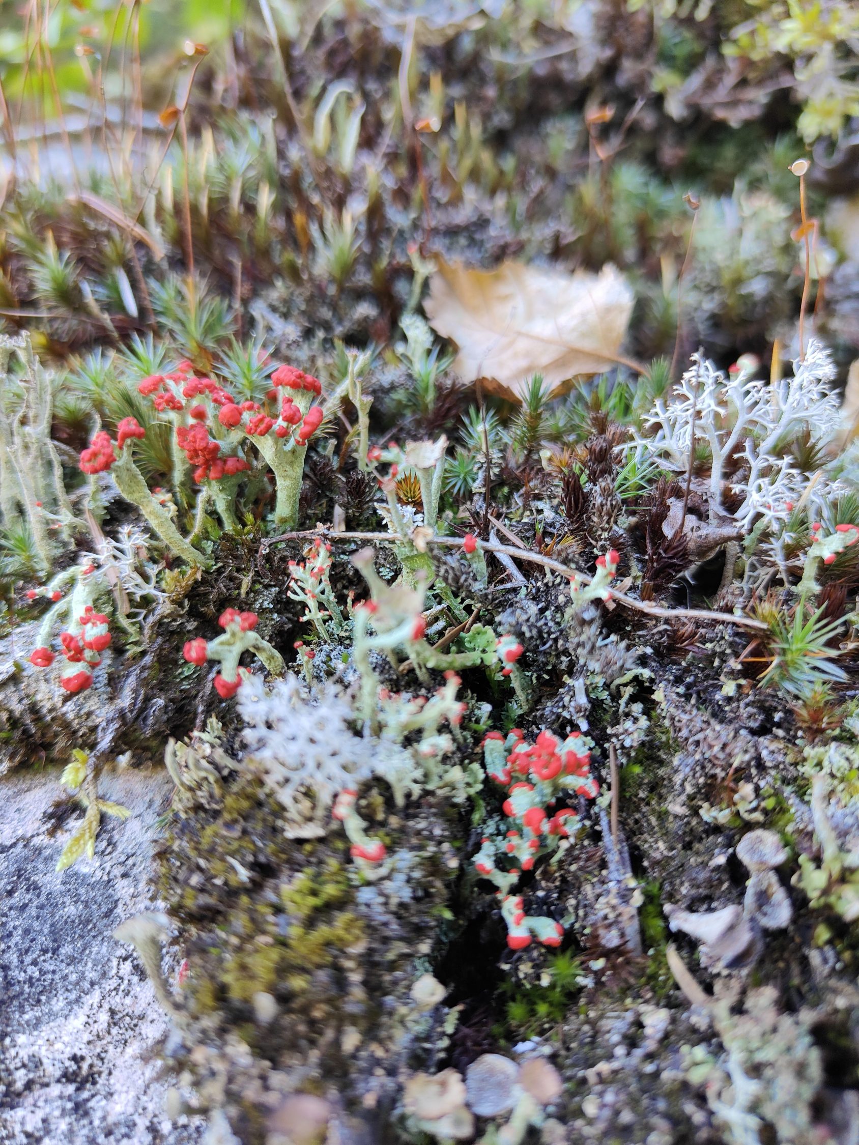 Boreal | Projects | Periscope