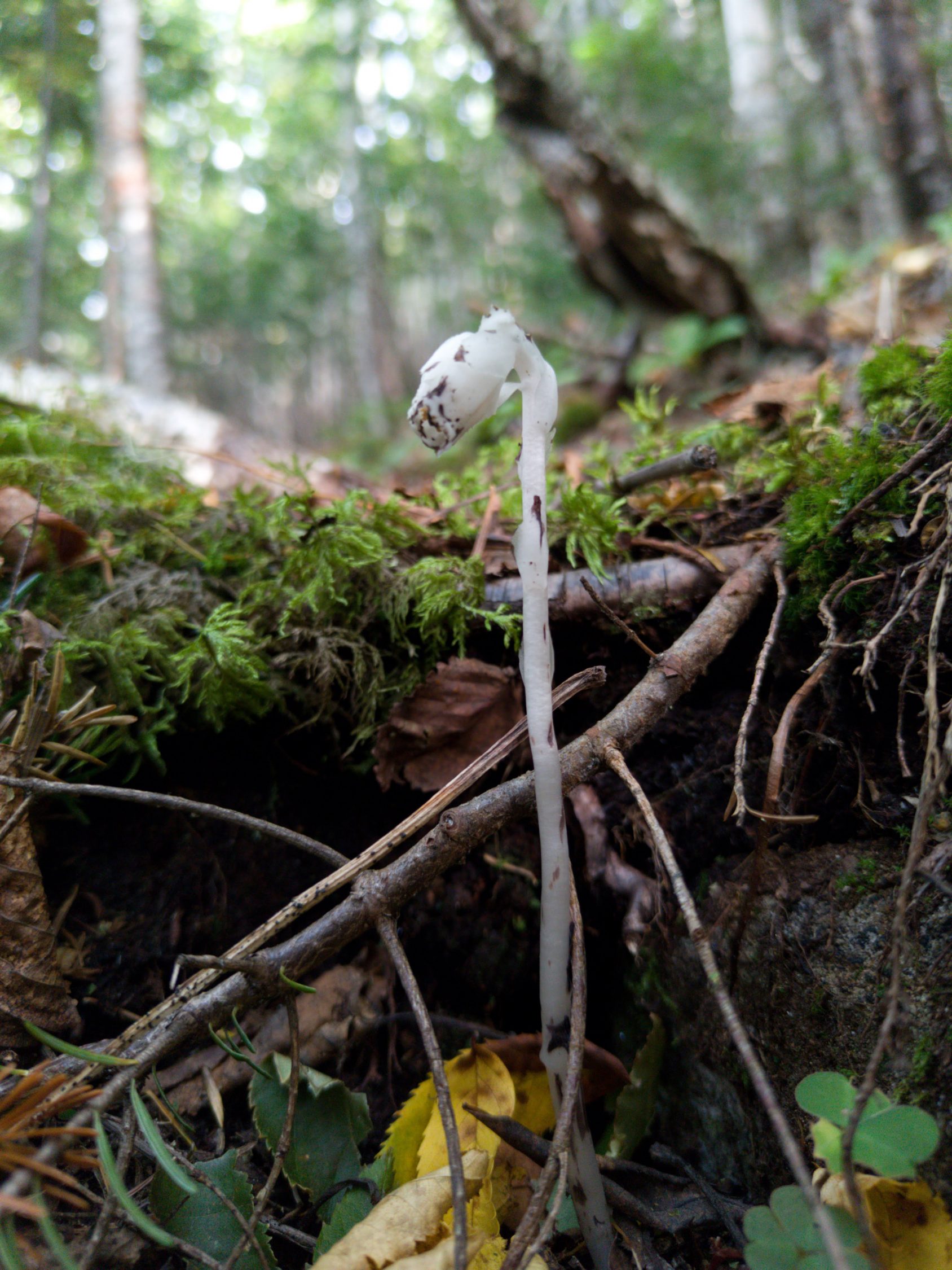 Boreal | Projects | Periscope