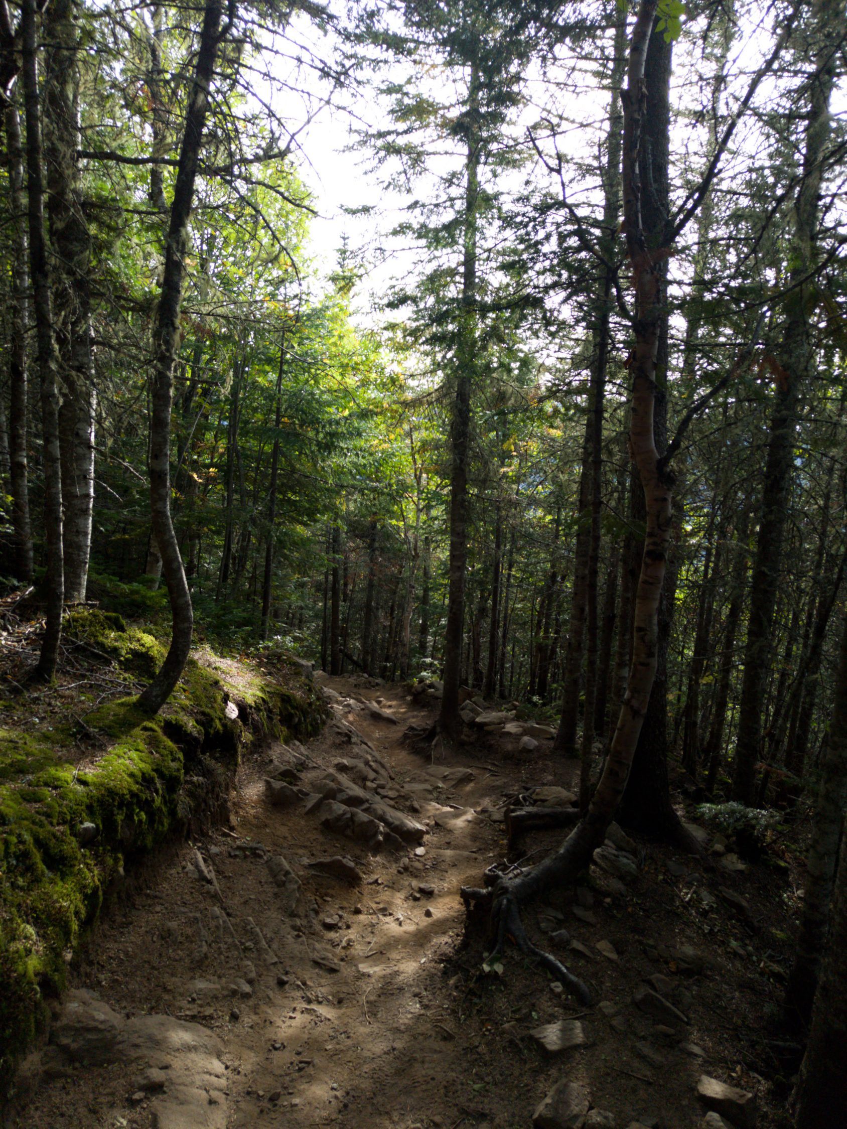 Boreal | Projects | Periscope